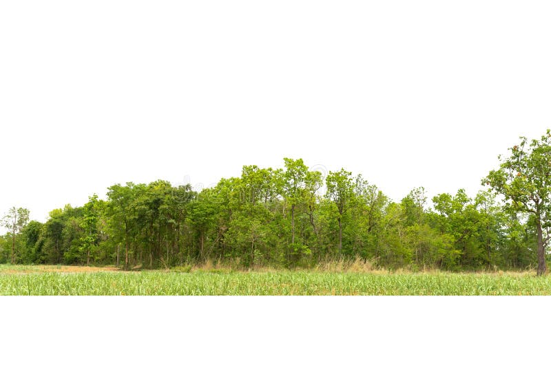 View of a High Definition Tree Line Isolated on a White Background ...