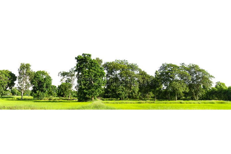 View of a High Definition Tree Line Isolated Stock Photo - Image of ...