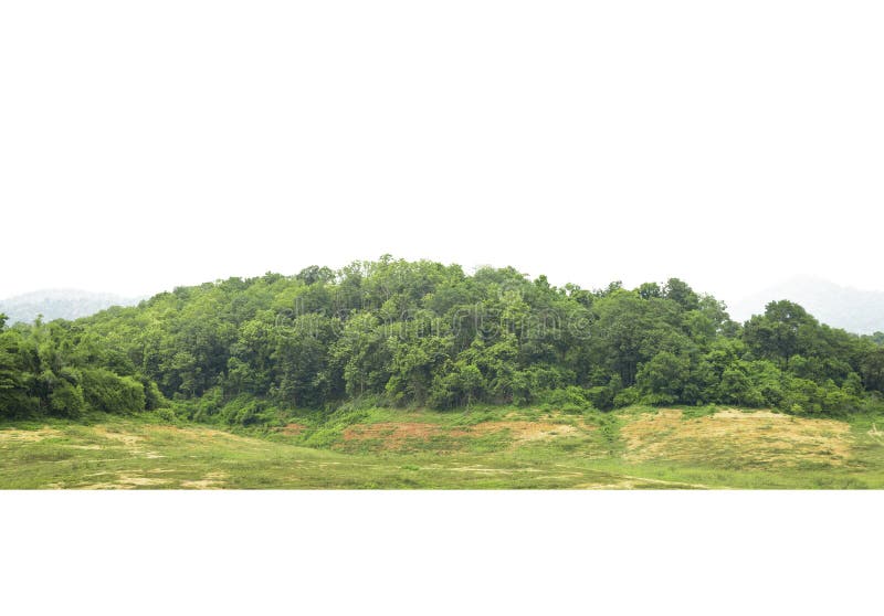 View of a High Definition Treeline Isolated Stock Photo - Image of ...
