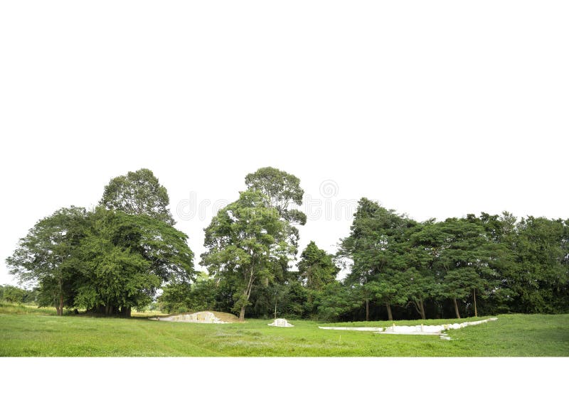 138 Treeline Transparent Background Stock Photos - Free & Royalty-Free ...