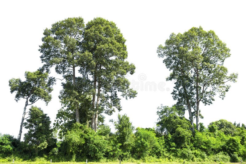 View of a High Definition Treeline Isolated Stock Photo - Image of ...