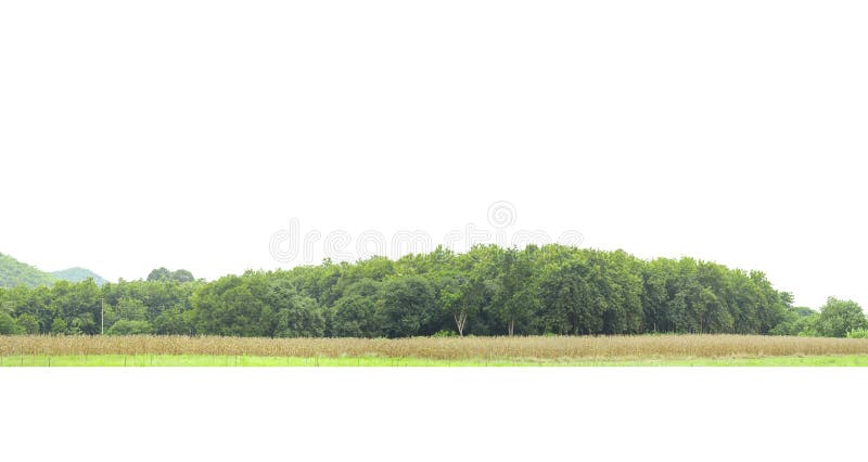 141 Treeline Transparent Stock Photos - Free & Royalty-Free Stock ...