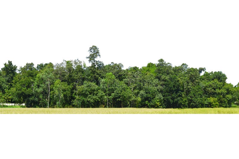 View of a High Definition Treeline Isolated Stock Photo - Image of ...