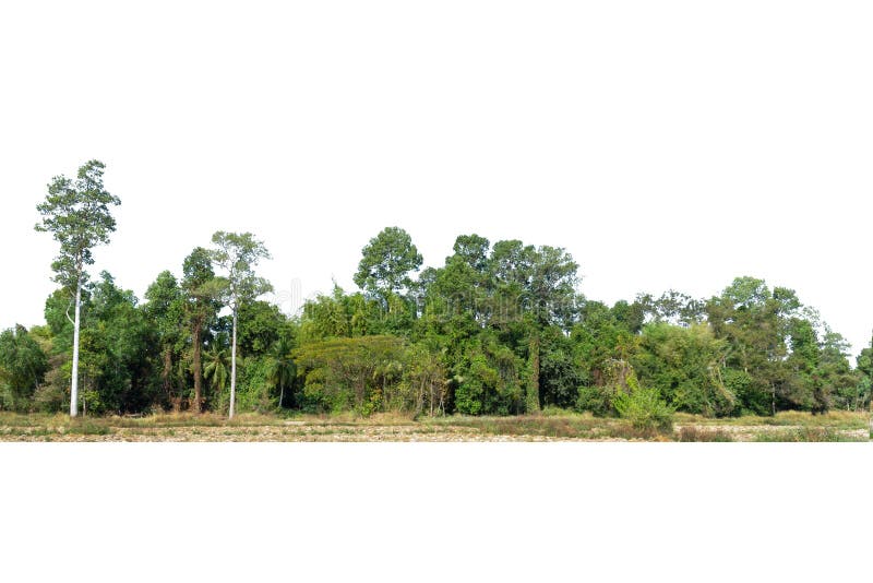 View of a High Definition Treeline Isolated Stock Photo - Image of ...