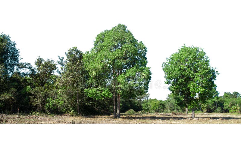 451 Treeline Texture Stock Photos - Free & Royalty-Free Stock Photos ...