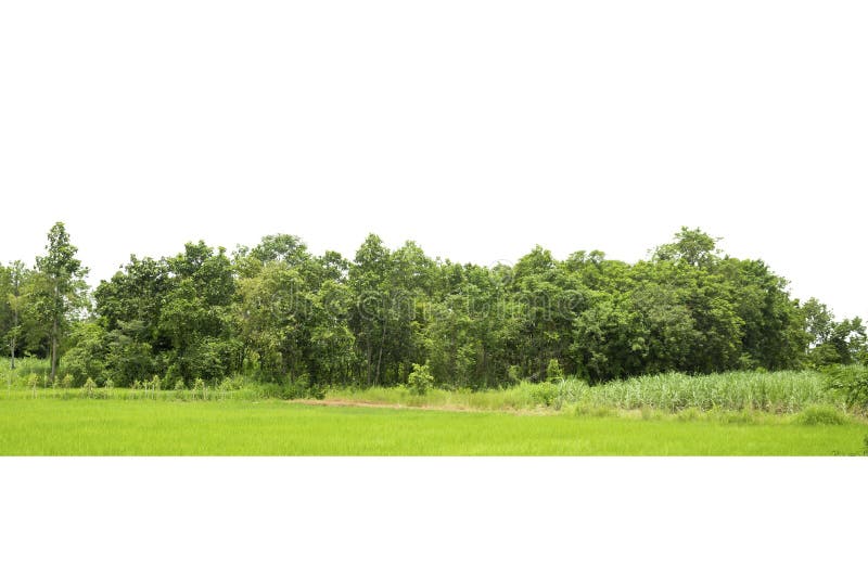 141 Treeline Transparent Stock Photos - Free & Royalty-Free Stock ...