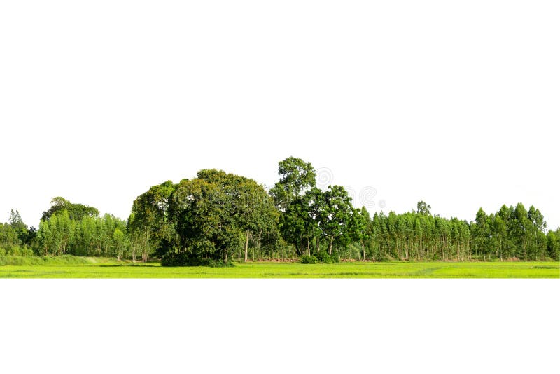 View of a High Definition Treeline Isolated Stock Photo - Image of ...