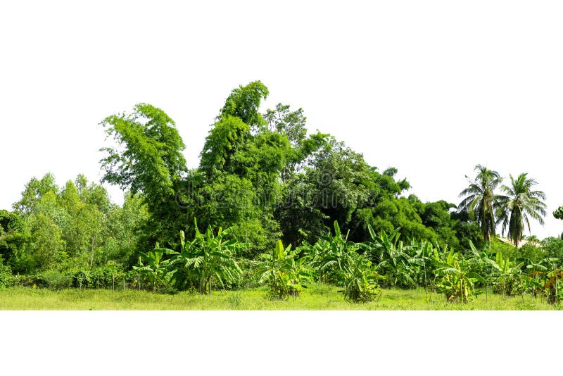 Group of Tree Isolated on White,tropical Trees Isolated Stock Image ...