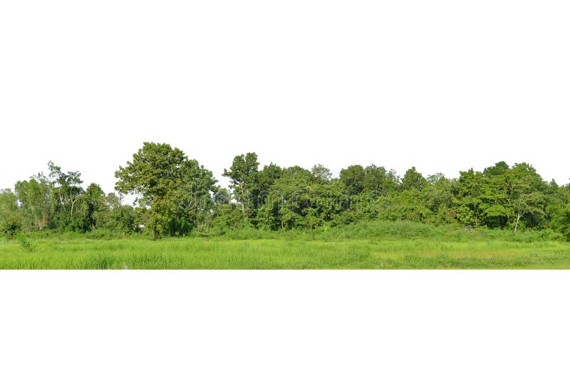 View of a High Definition Treeline Isolated Stock Photo - Image of ...