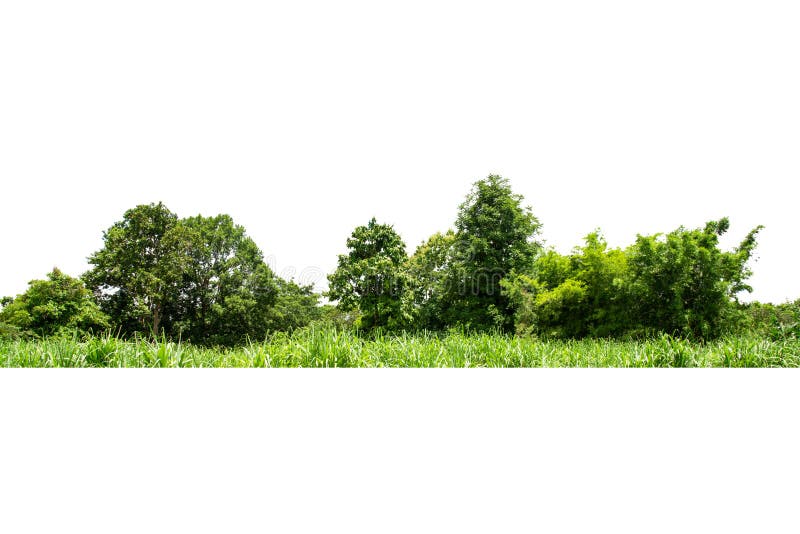 View of a High Definition Treeline Isolated Stock Photo - Image of ...
