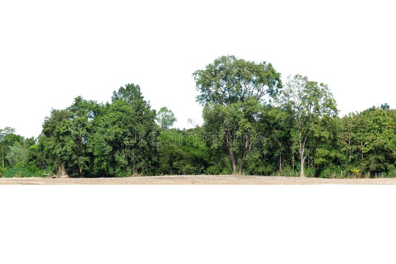 View of a High Definition Treeline Isolated Stock Photo - Image of ...