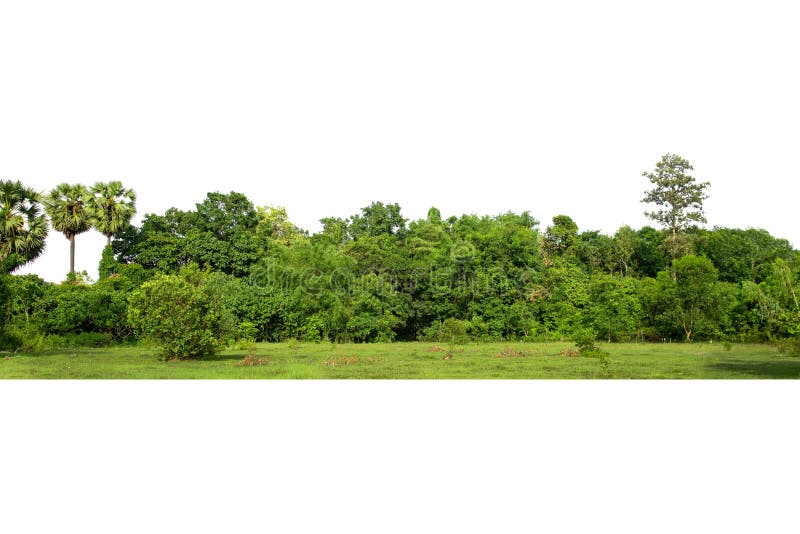 451 Treeline Texture Stock Photos - Free & Royalty-Free Stock Photos ...