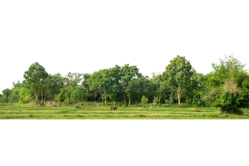 View of a High Definition Treeline Isolated Stock Image - Image of ...