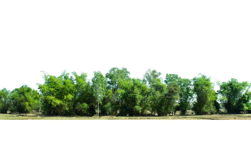 458 Treeline Texture Stock Photos - Free & Royalty-Free Stock Photos ...