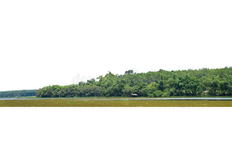 475 Treeline Texture Stock Photos - Free & Royalty-Free Stock Photos ...