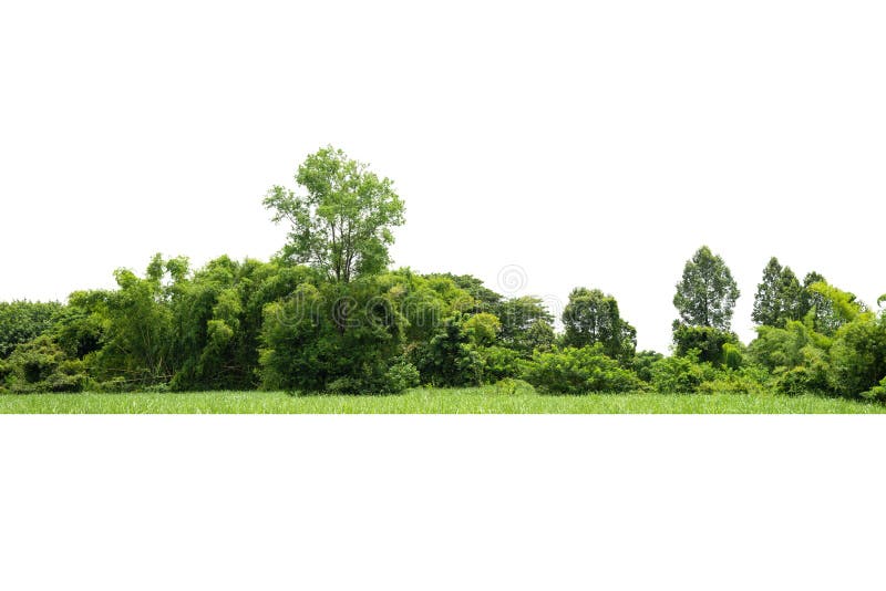 475 Treeline Texture Stock Photos - Free & Royalty-Free Stock Photos ...