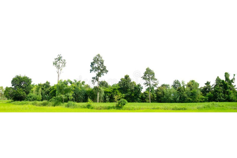 View of a High Definition Treeline Isolated Stock Image - Image of ...