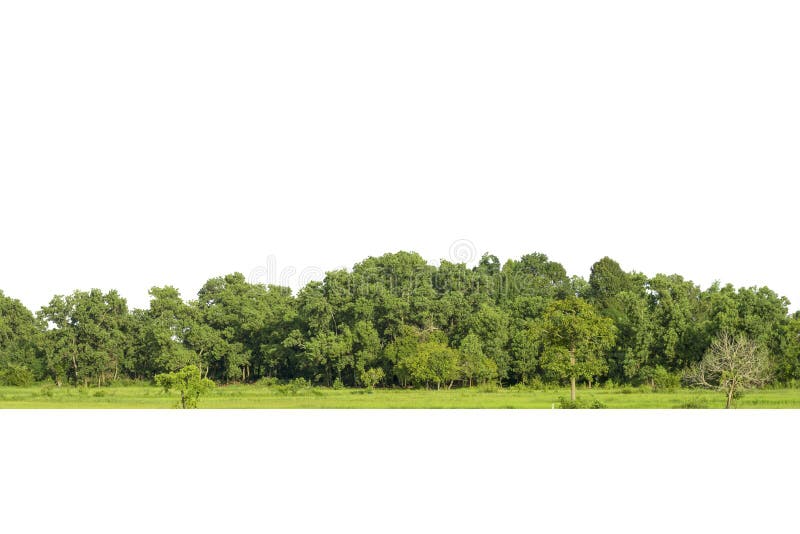 141 Treeline Transparent Stock Photos - Free & Royalty-Free Stock ...