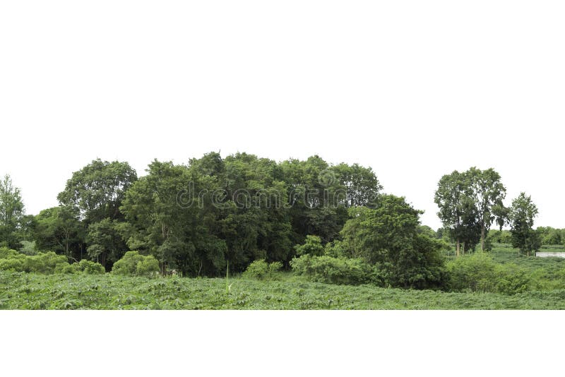 137 Treeline Transparent Background Stock Photos - Free & Royalty-Free ...