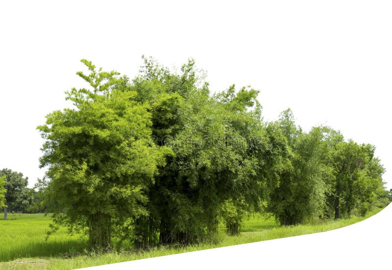 141 Treeline Transparent Stock Photos - Free & Royalty-Free Stock ...
