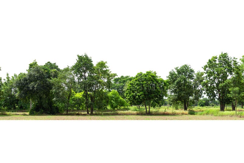 415 Treeline Texture Photos - Free & Royalty-Free Stock Photos from ...