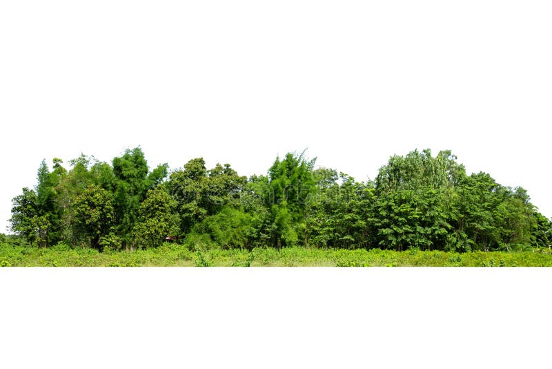 View of a High Definition Treeline Isolated Stock Photo - Image of ...