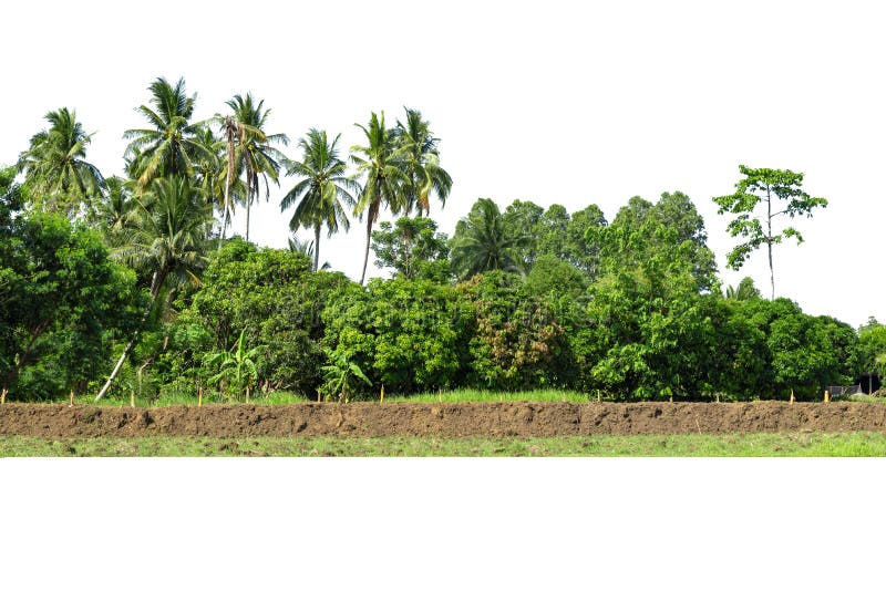 View of a High Definition Treeline Isolated Stock Photo - Image of ...