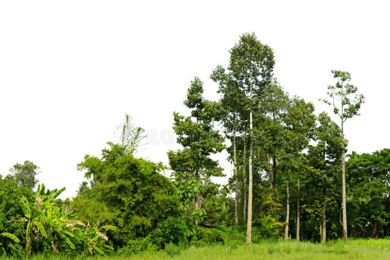 415 Treeline Texture Photos - Free & Royalty-Free Stock Photos from ...