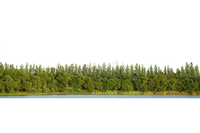 Treeline Texture Summer. Isolated Green Tree On Transparent
