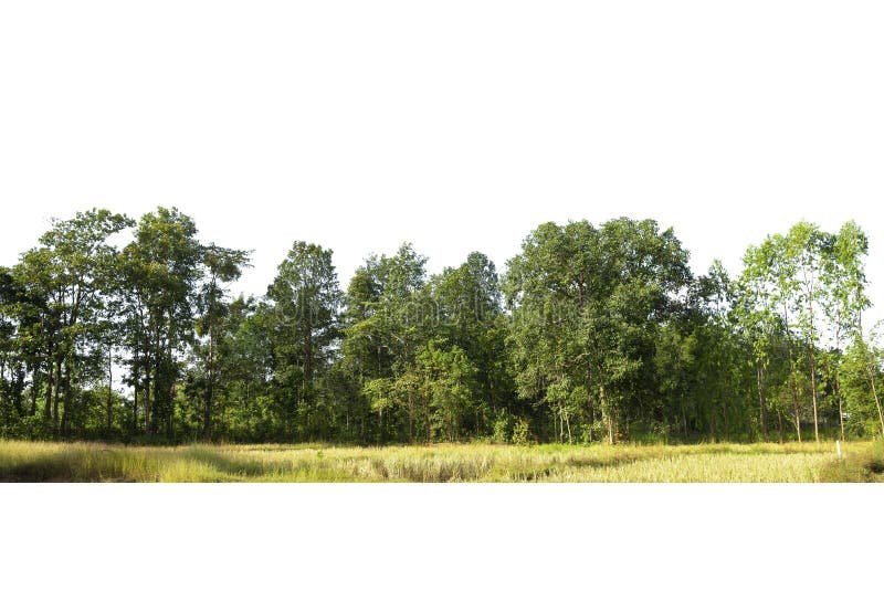 View of a High Definition Treeline Isolated Stock Image - Image of ...