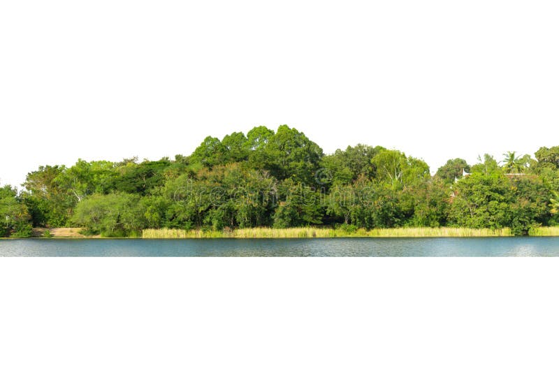 View of a High Definition Treeline Isolated Stock Image - Image of ...