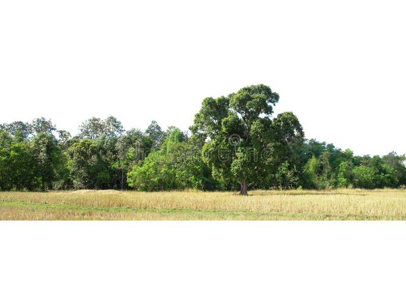 View of a High Definition Treeline Isolated Stock Image - Image of tree ...