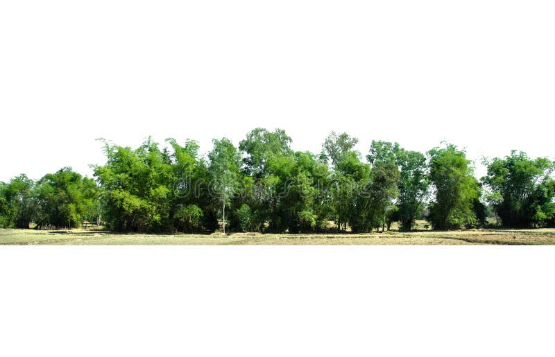 View of a High Definition Treeline Isolated Stock Photo - Image of ...