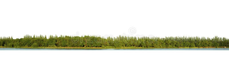 View of a High Definition Treeline Isolated on a White Background ...
