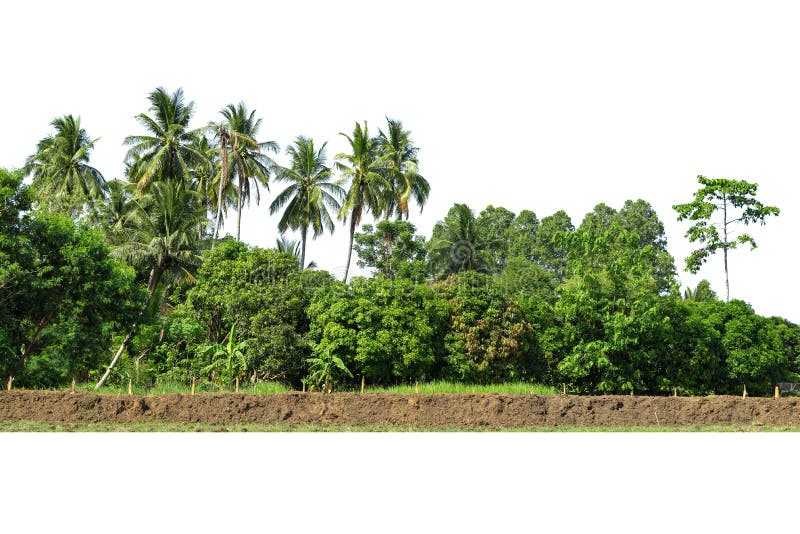 138 Treeline Transparent Background Stock Photos - Free & Royalty-Free ...