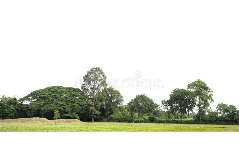 415 Treeline Texture Photos - Free & Royalty-Free Stock Photos from ...