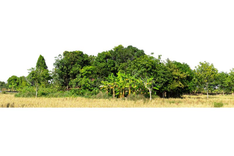 470 Treeline Texture Stock Photos - Free & Royalty-Free Stock Photos ...