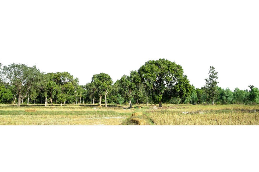 View of a High Definition Treelined Isolated Stock Photo - Image of ...