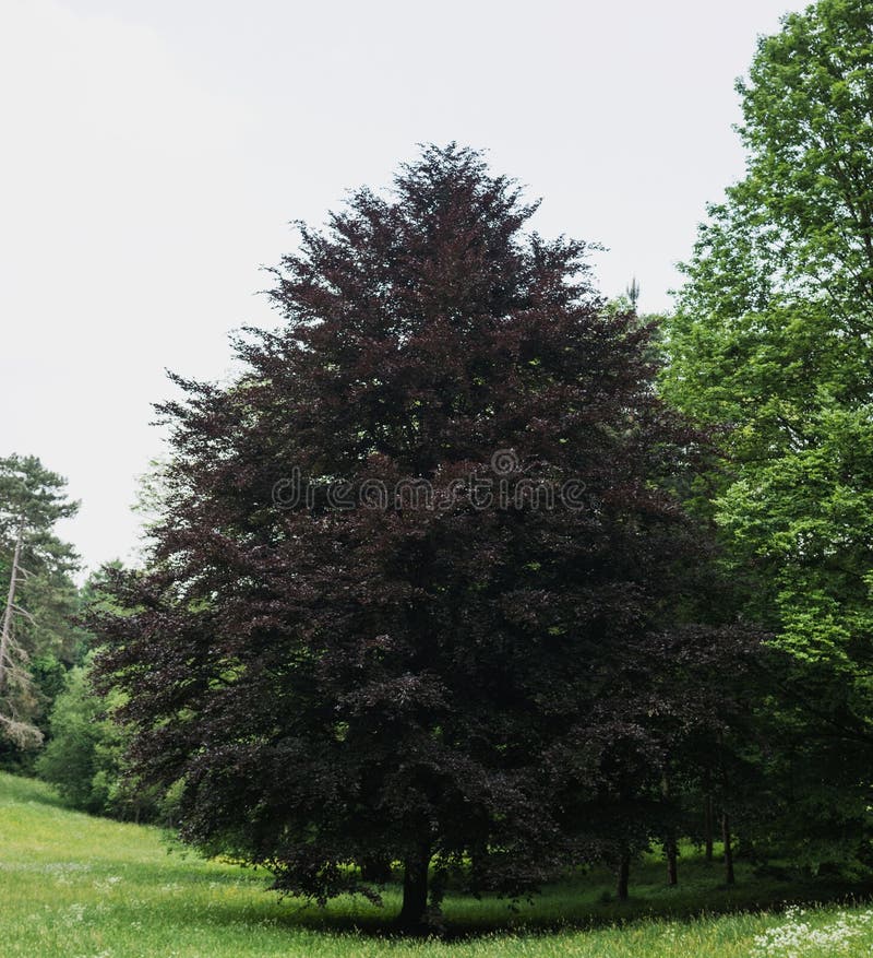 View of a High Resolution Big Foliage Royal Red Tree in Park in Kassel ...