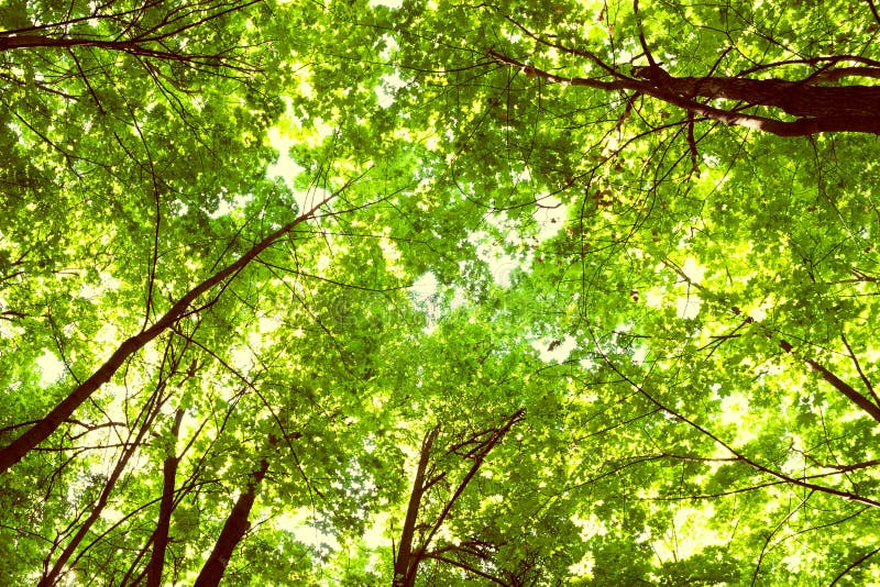 View on high trees stock photo. Image of scenic, culture - 103647030