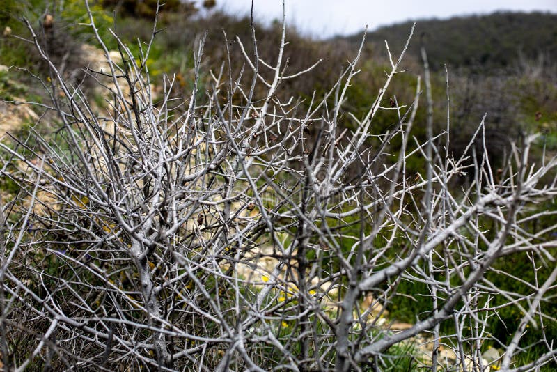 View of the Hills through the Branches of a Thicket of Dry Thorny ...