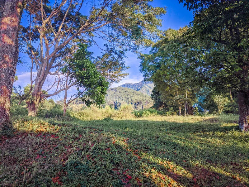 View of hills and forest stock photo. Image of beautiful - 281008248