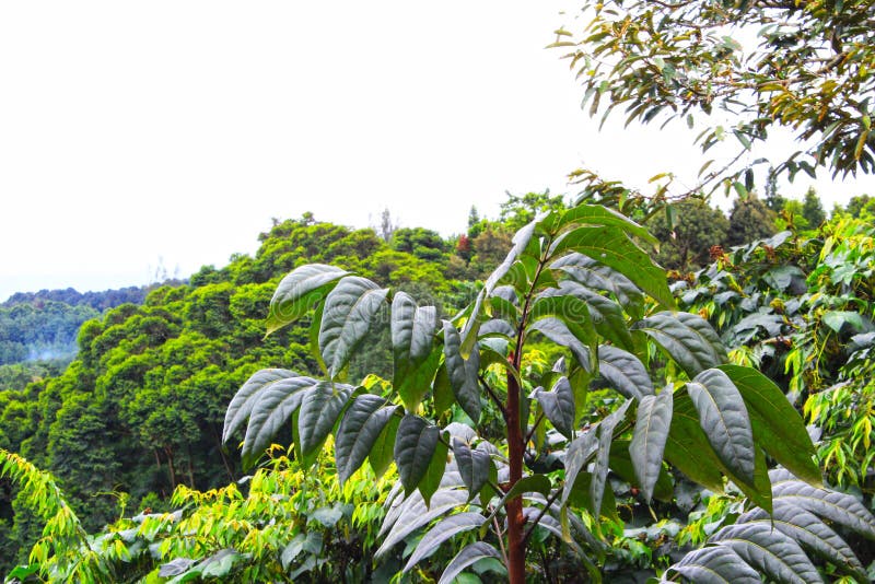 View of the Hills with a Very Green Area Editorial Photo - Image of ...