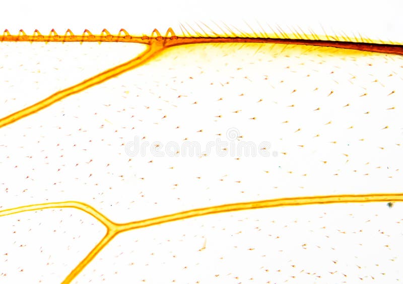 Bee Wing - Microscopic View Stock Image - Image of microscopy, anatomy ...