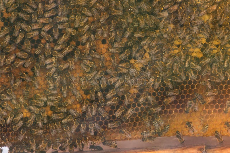 View of the Honeycomb of a Beehive Stock Image - Image of concepts ...