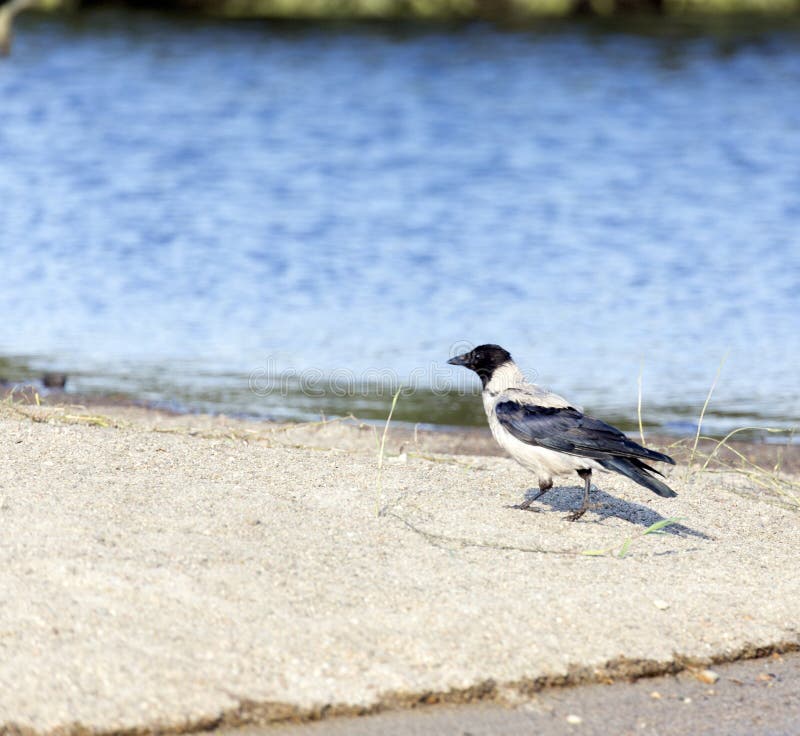 View of Hooded Crow in Sardinia Stock Image - Image of jackdaw ...