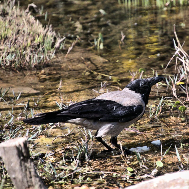 A view of a Hooded Crow stock image. Image of view, birds - 159685619