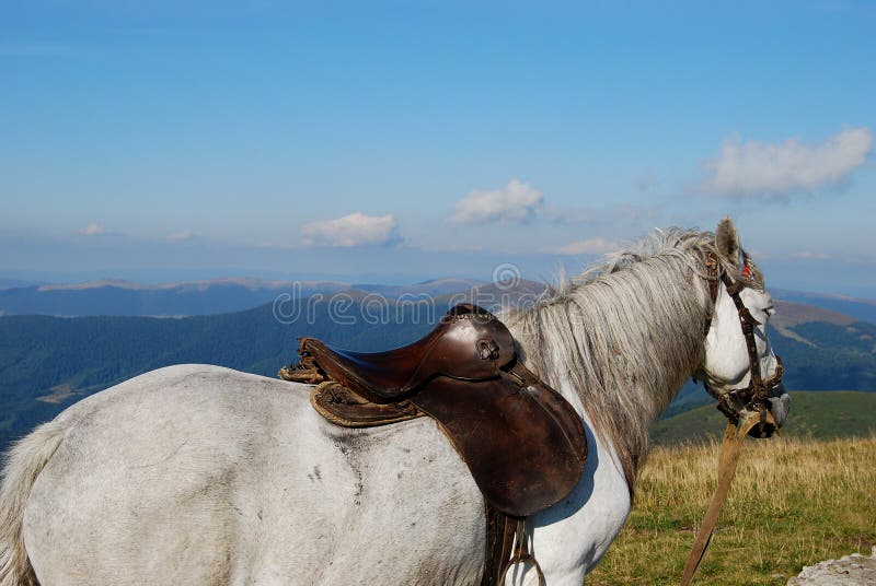 View from horse back stock image. Image of ecotourism - 40660759