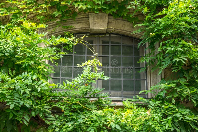 View of House Facade with Wall and Windows, Covered by Overgrown Stock ...