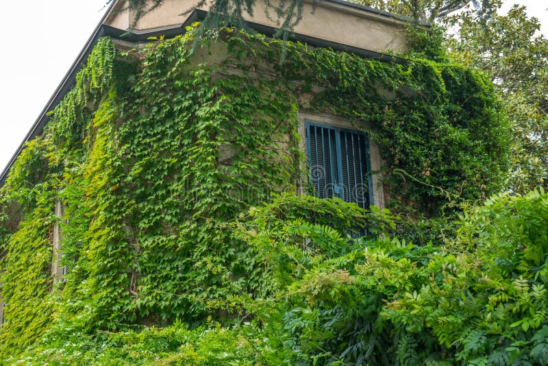 View of House Facade with Wall and Windows, Covered by Overgrown Stock ...